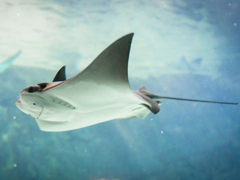 How to tell Manta Rays and Stingrays apart - Destin FWB