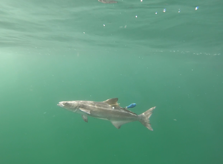 The Future of Cobia Tagging - Destin FWB