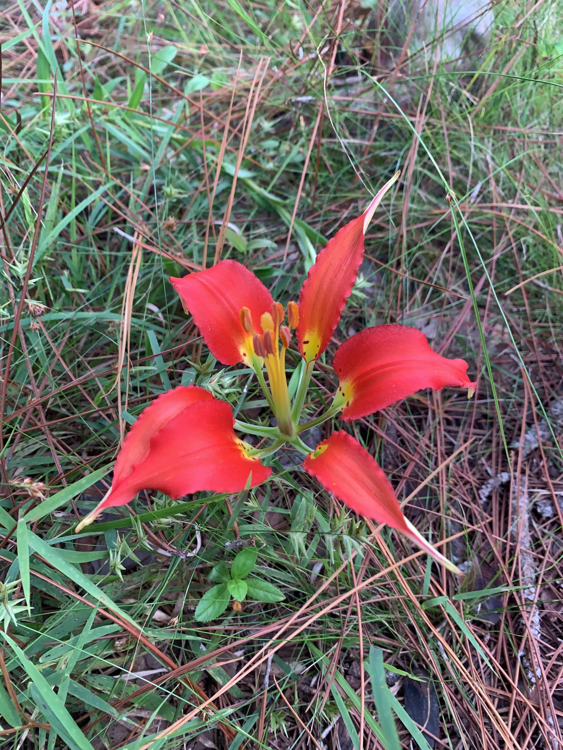 What’s Blooming in September - Destin FWB