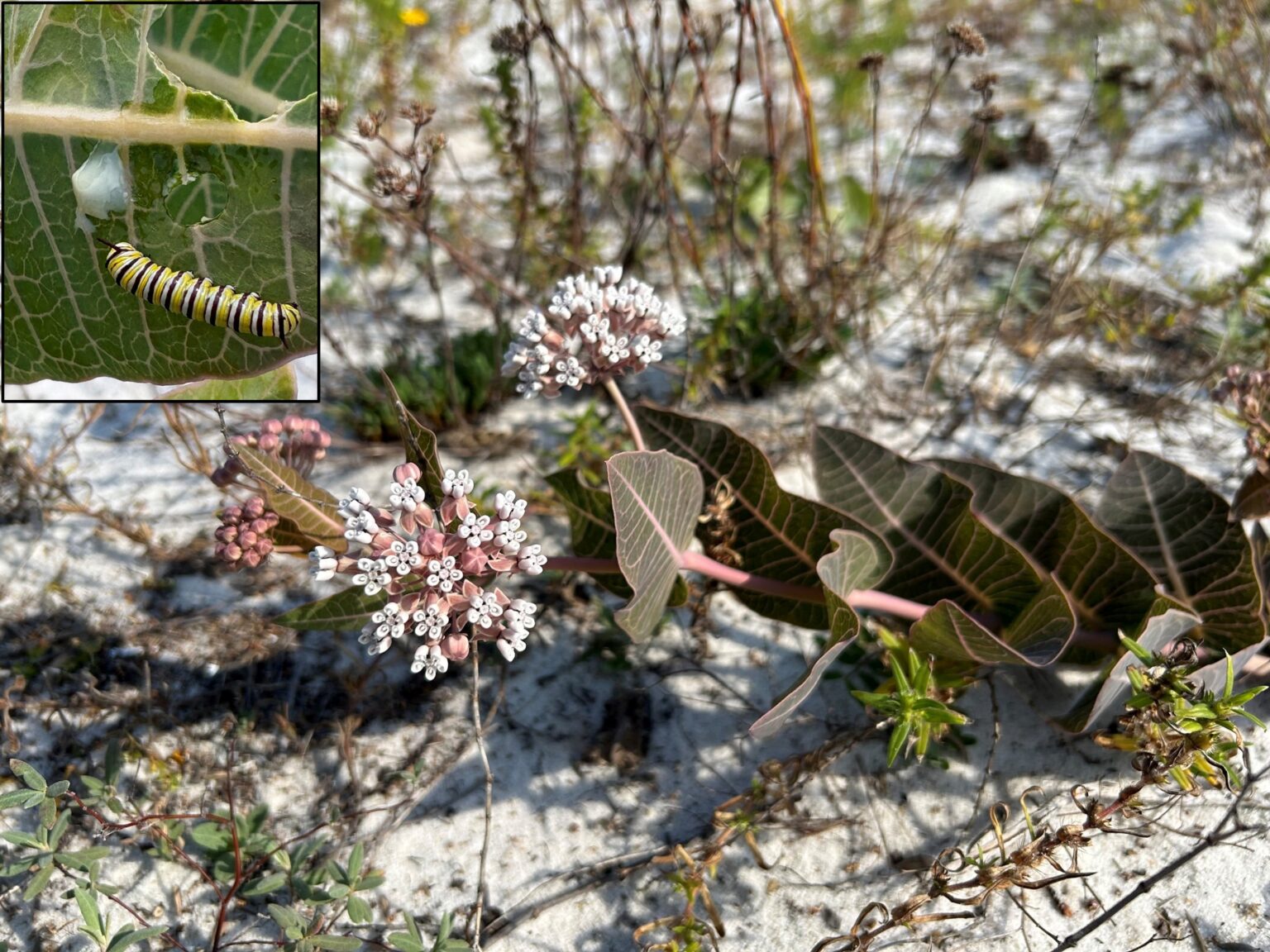 What’s Blooming in September - Destin FWB